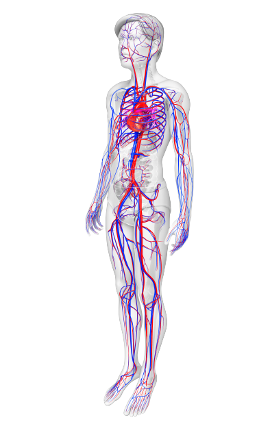 Connective Tissue Counterstrain | In the flow health